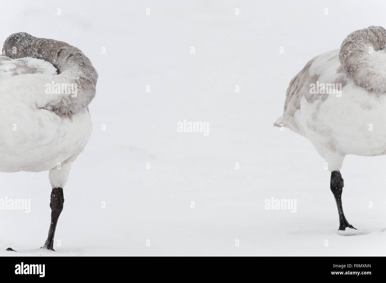 Two Whooper swans (Cygnus cygnus) sleeping, with head tucked under ...