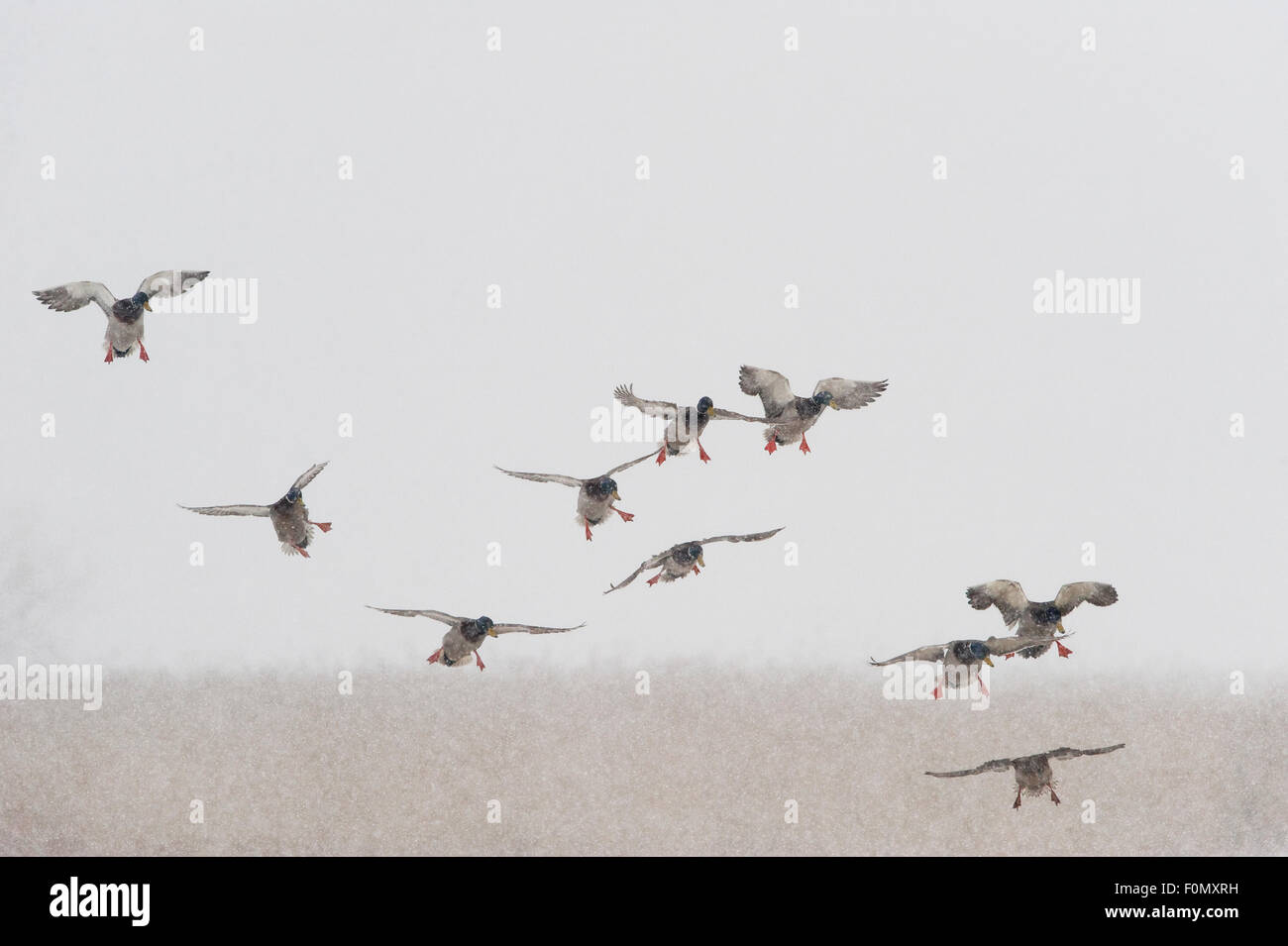 Mallards (Anas platyrhynchos) flying in snow, Lake Tysslingen, Sweden ...