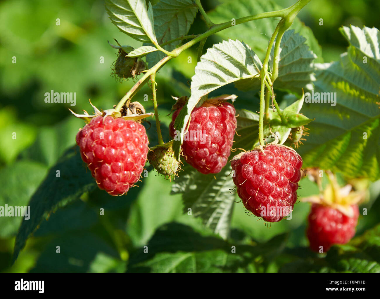 Several ripe red raspberries growing Stock Photo - Alamy