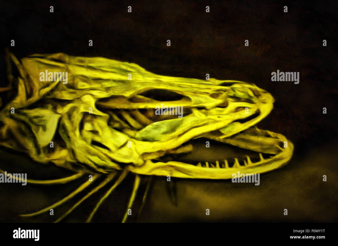 Skeleton of sea pike esox lucius hi-res stock photography and images ...
