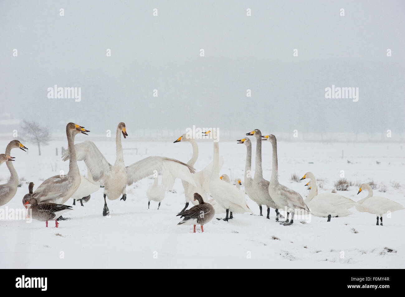 Whooper swans (Cygnus cygnus) adults and juveniles with Greylag geese ...