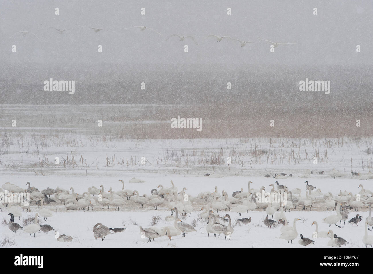 Whooper swans (Cygnus cygnus) Canada geese (Branta canadensis) and ...
