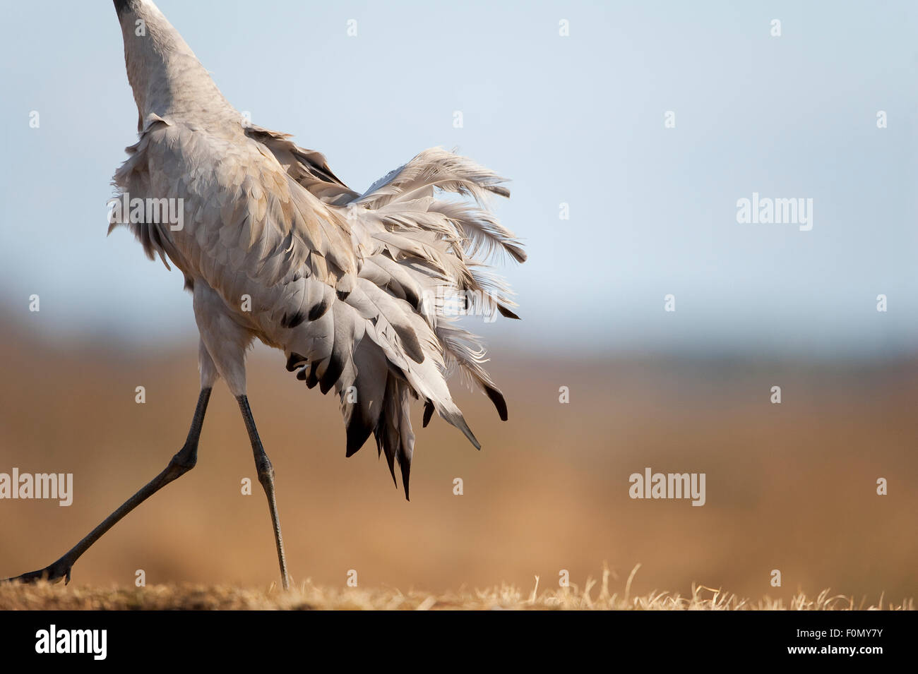 Crane legs hi-res stock photography and images - Alamy