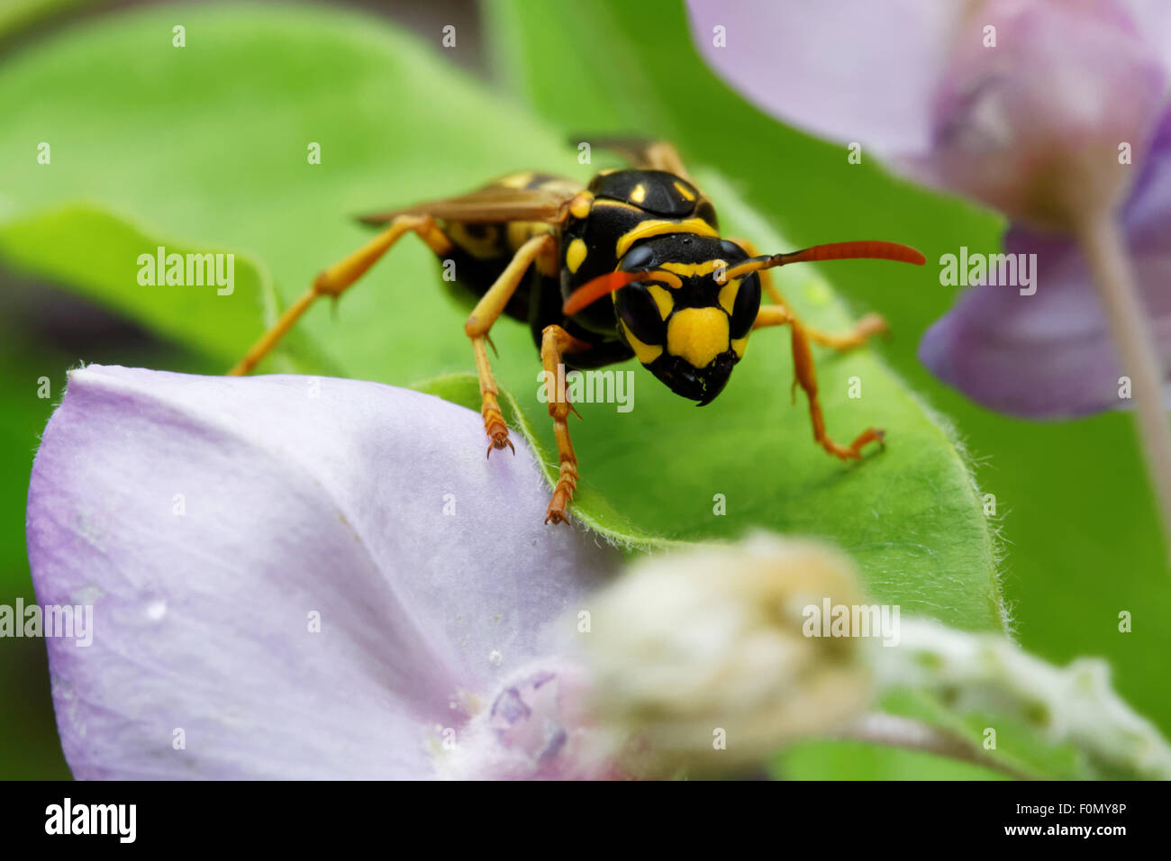 wasp face on a leaf Stock Photo - Alamy