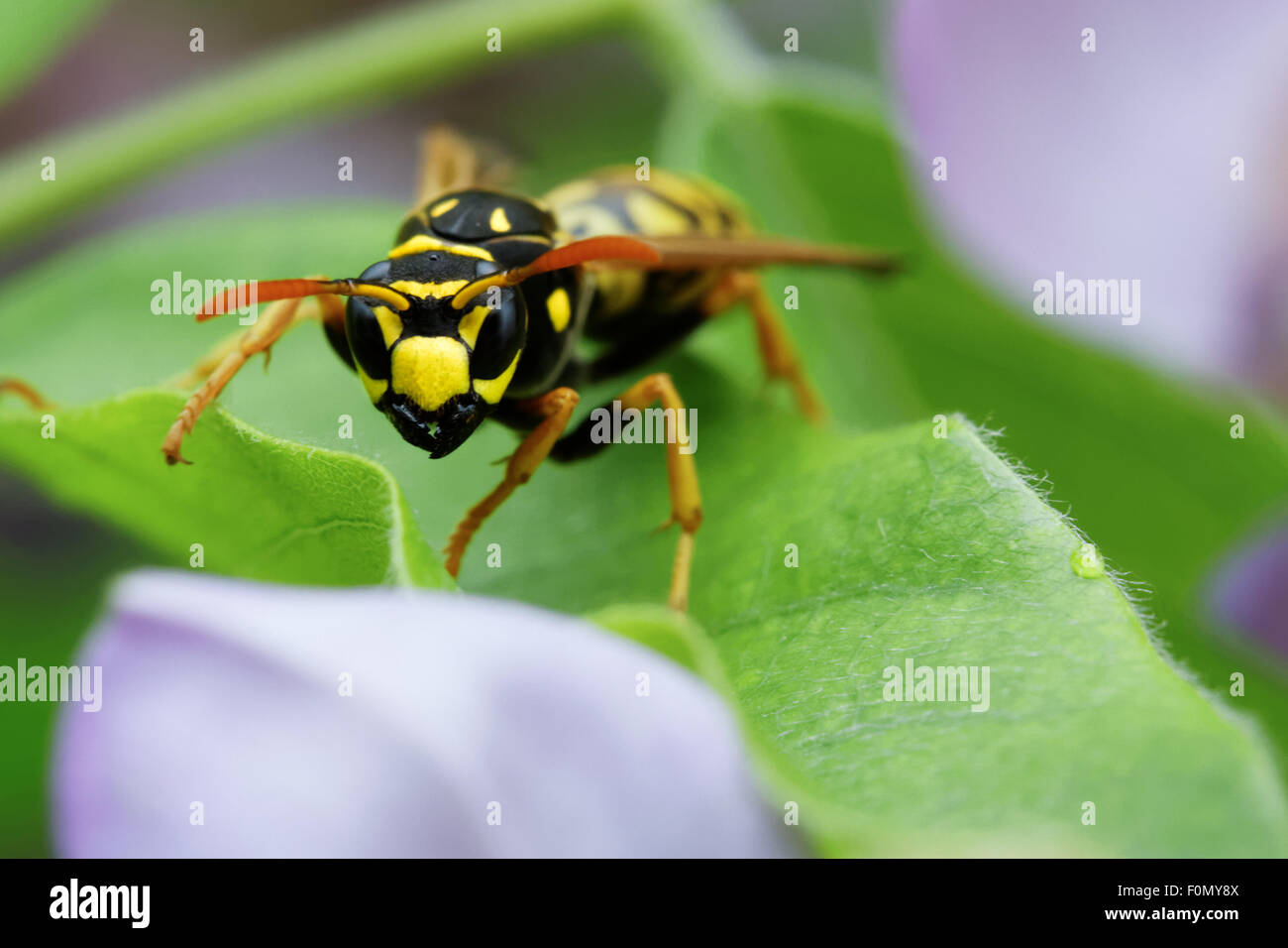 wasp face on a leaf Stock Photo - Alamy
