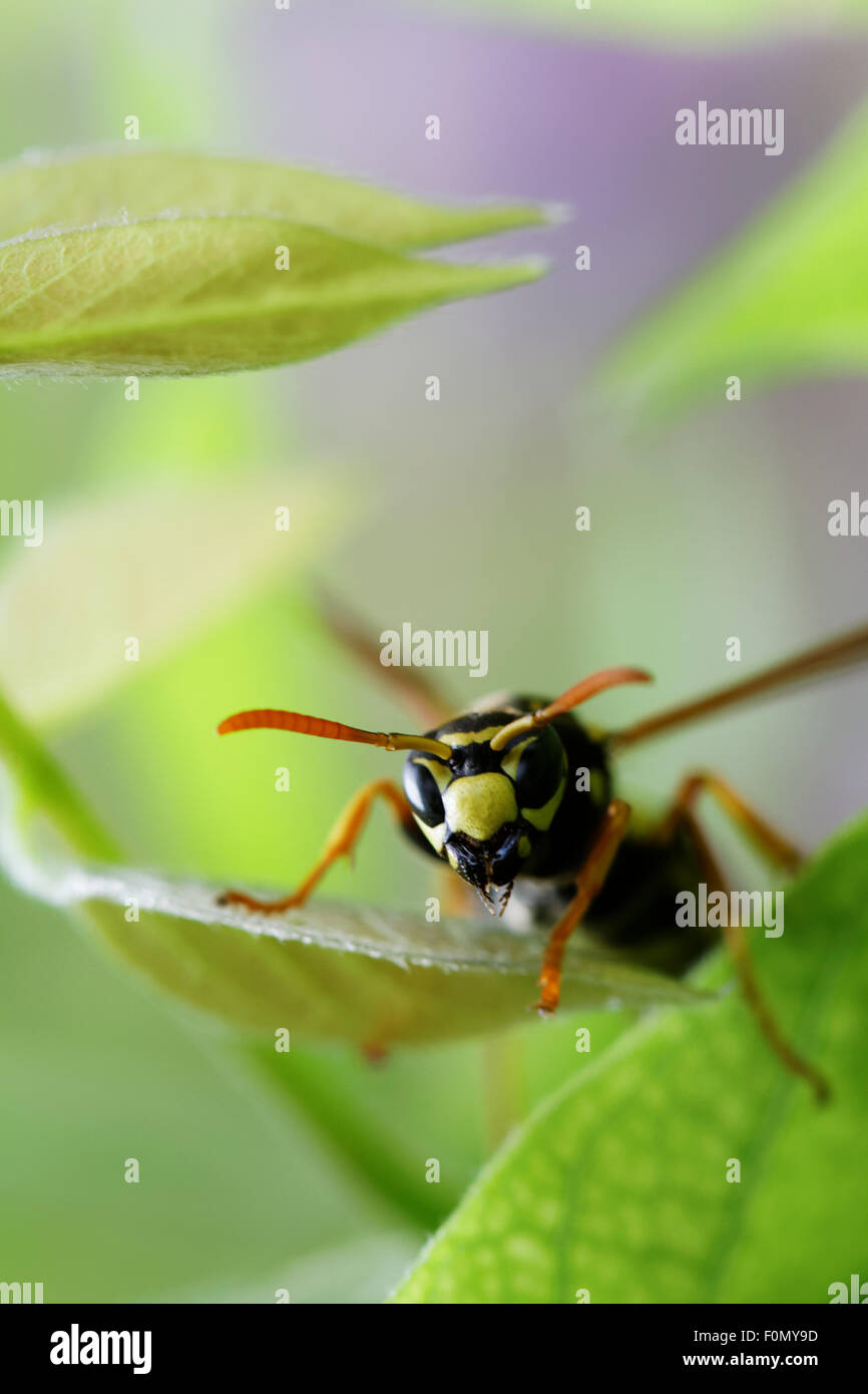 Wasp colours hi-res stock photography and images - Alamy