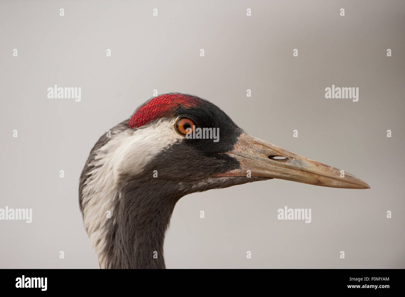 Common / Eurasian crane (Grus grus) head profile, Lake Hornborga ...