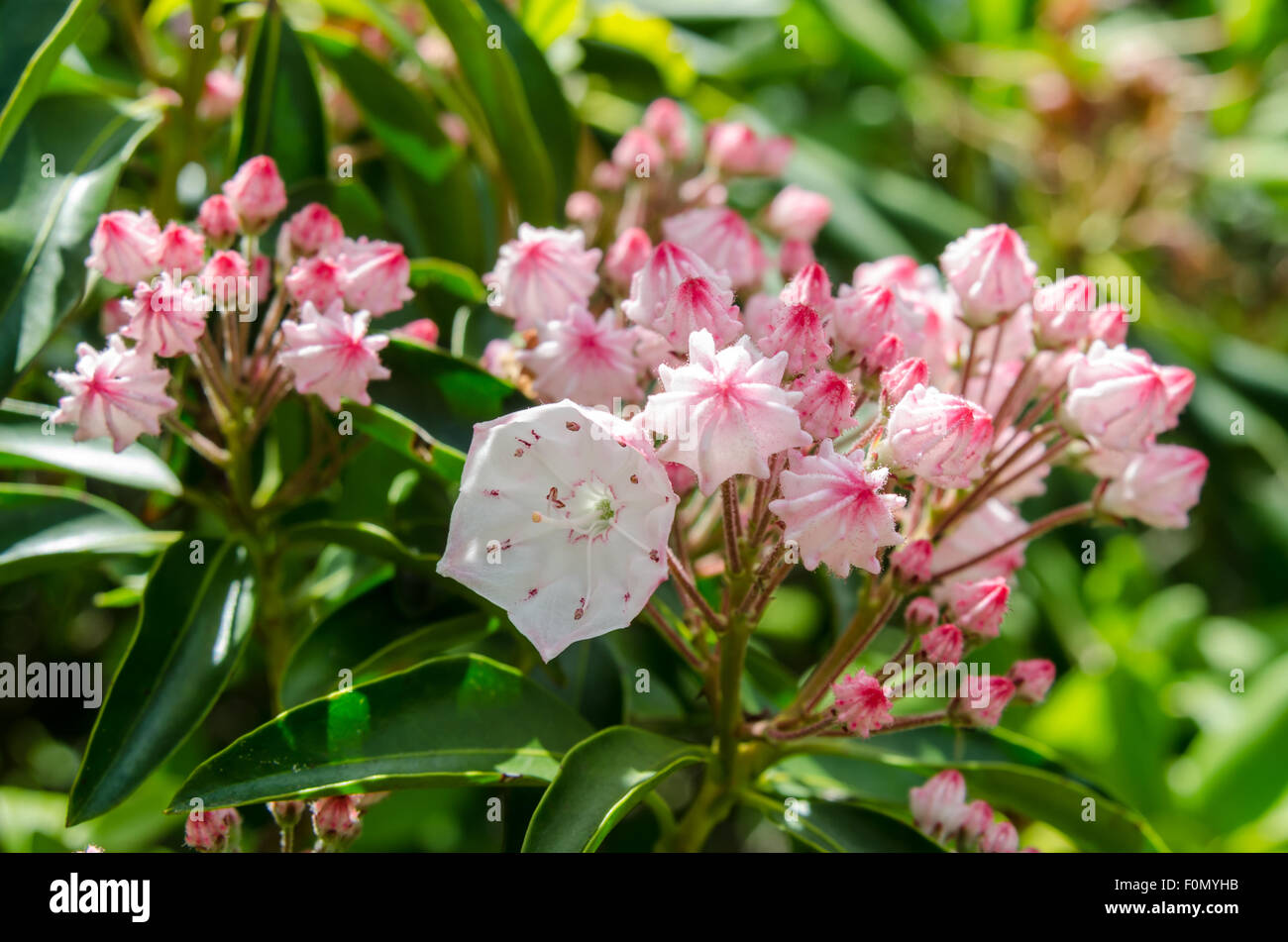 Mountain laurel blue ridge parkway hi-res stock photography and images ...