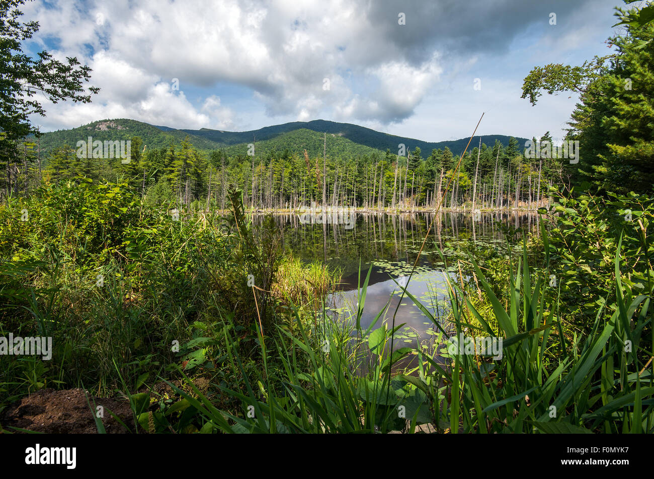Beaver pond on the Wilmington Flume Trail Stock Photo - Alamy