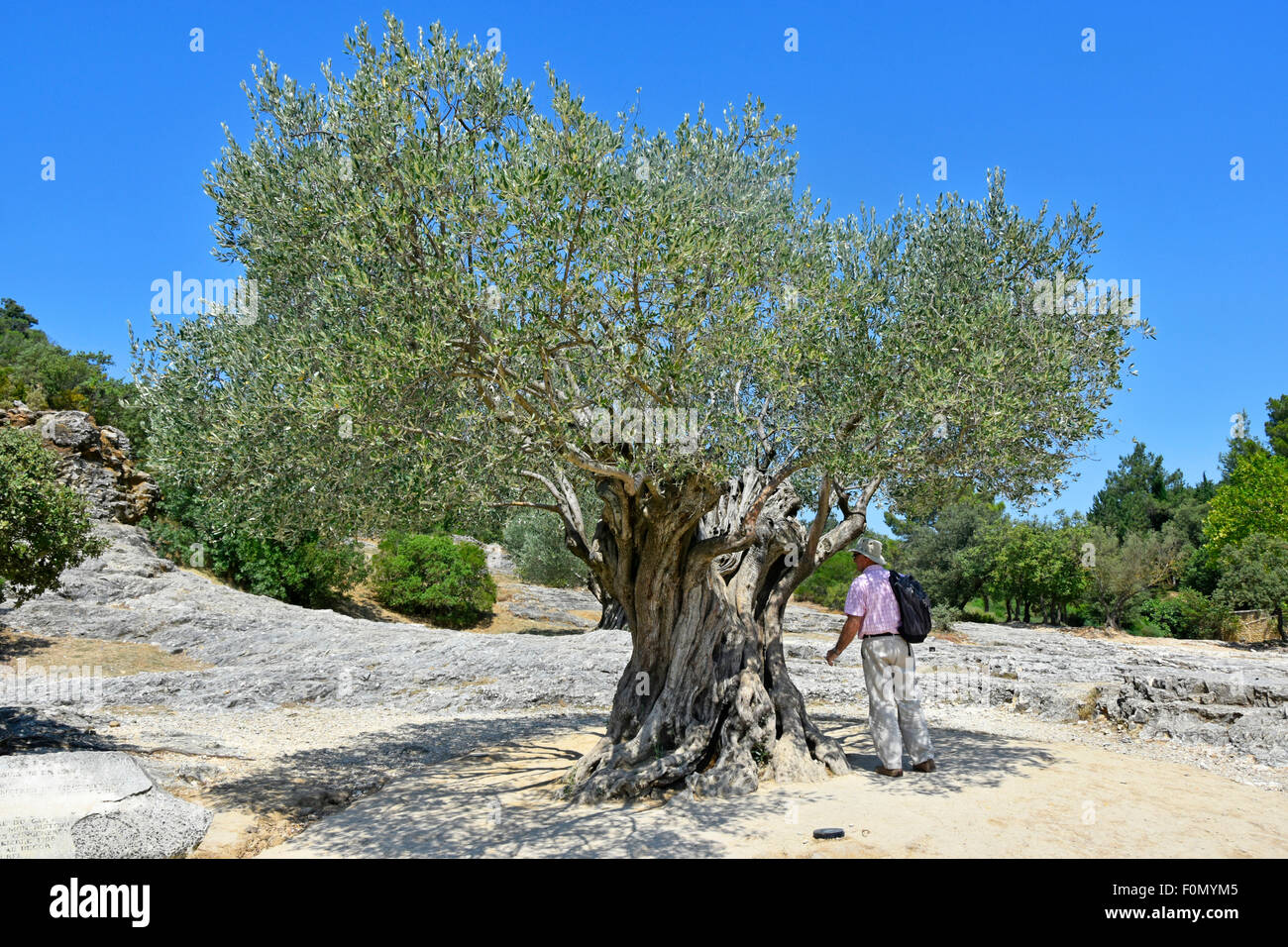 Tourist viewing the very old (claimed to be 1000 years) olive tree at ...