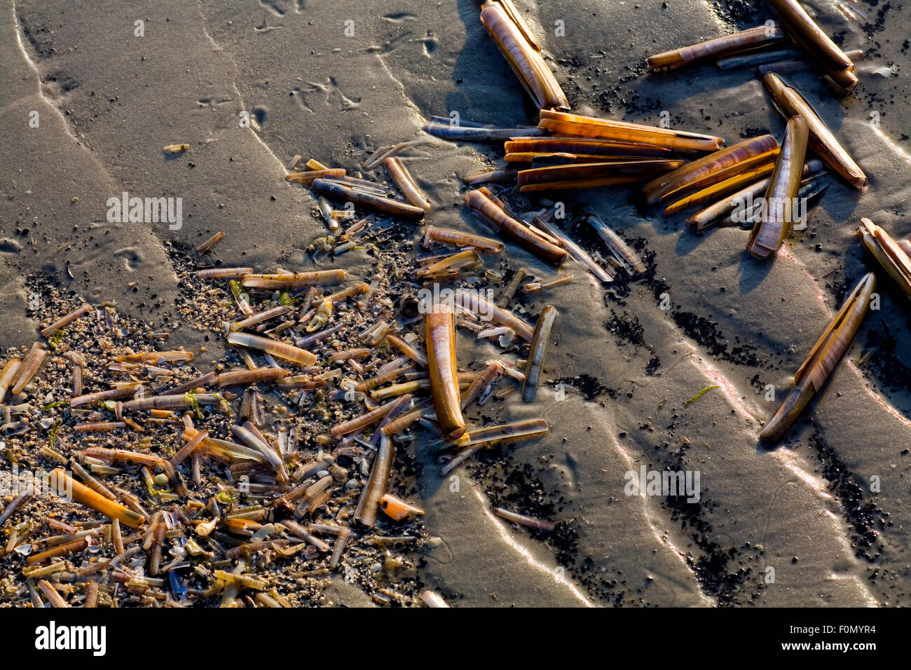 Washed shells hi-res stock photography and images - Alamy