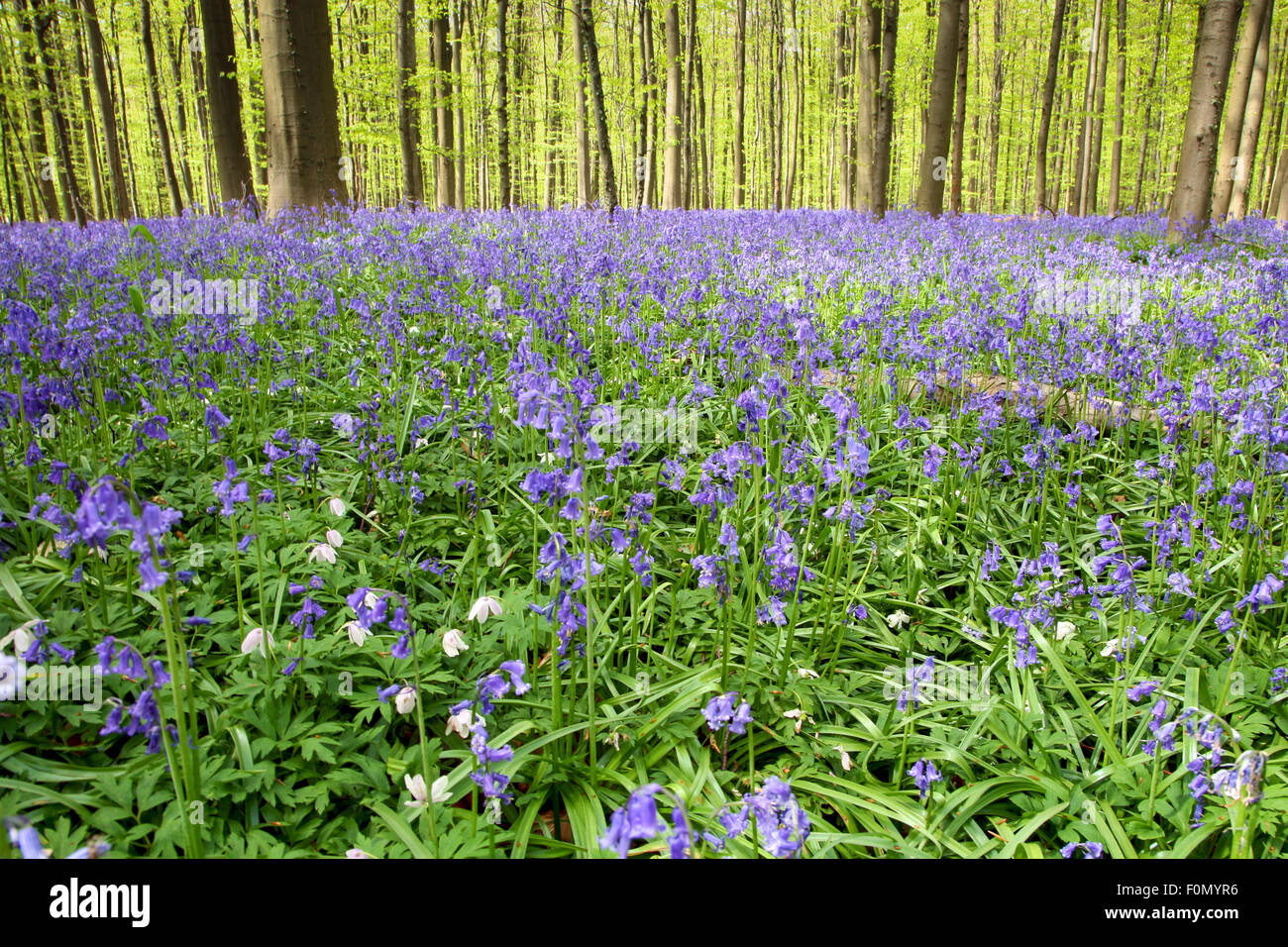 Halles woods hi-res stock photography and images - Alamy