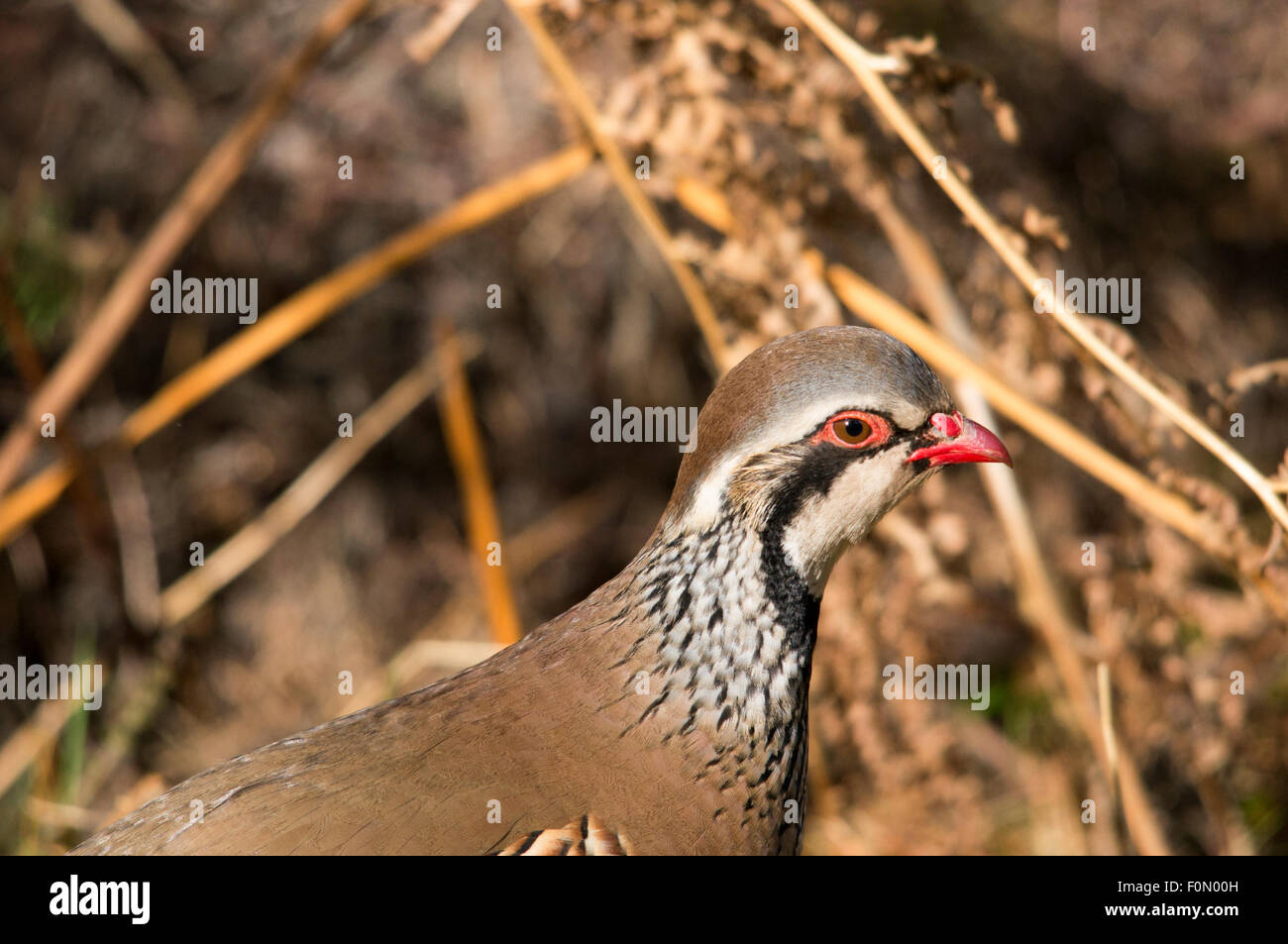 Red Legged Partridge Stock Photo - Alamy