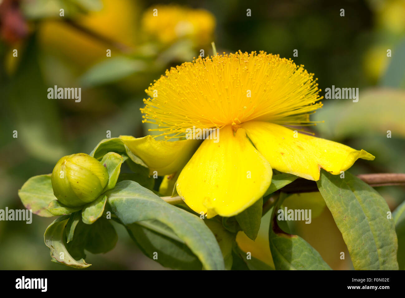 Hypericum Frondosum Native