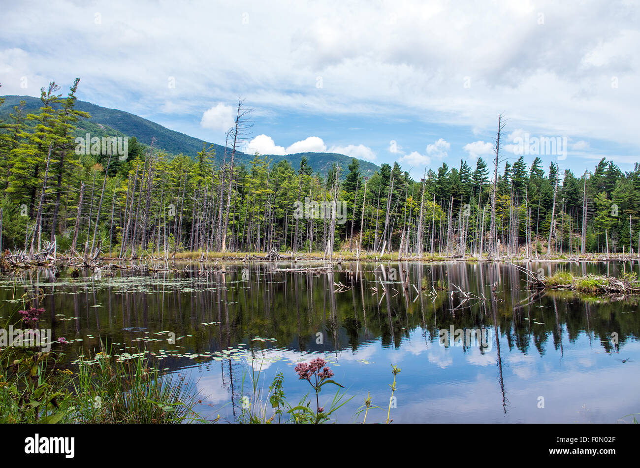 Beaver pond on the Wilmington Flume Trail Stock Photo - Alamy