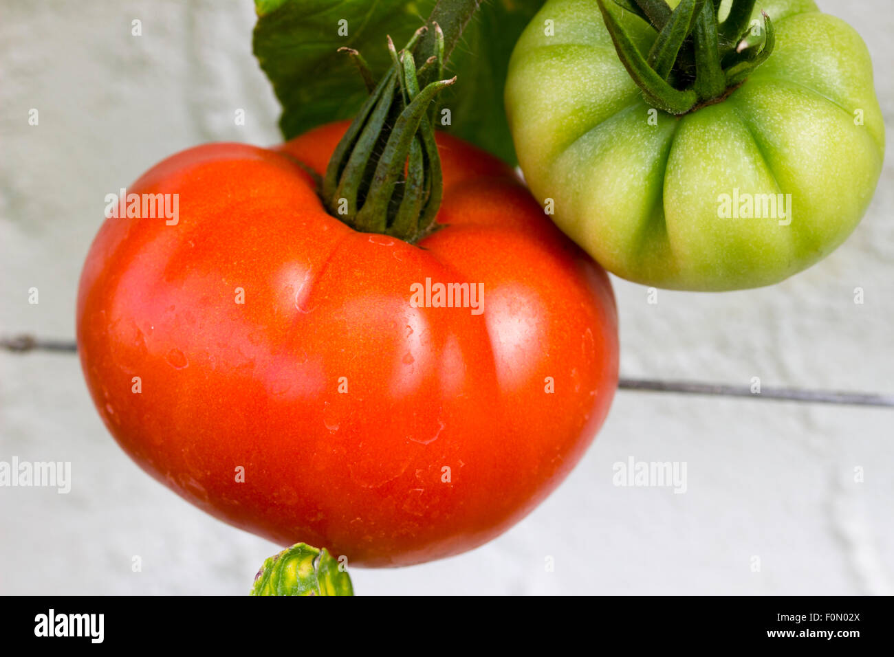 Ripe and unripe fruit of the heritage tomato, 'Brandywine' growing in ...