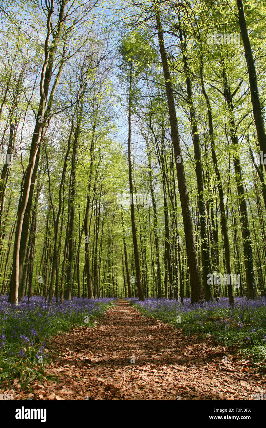 Bluebells in the Woods of Halle. From late April to early May a few ...