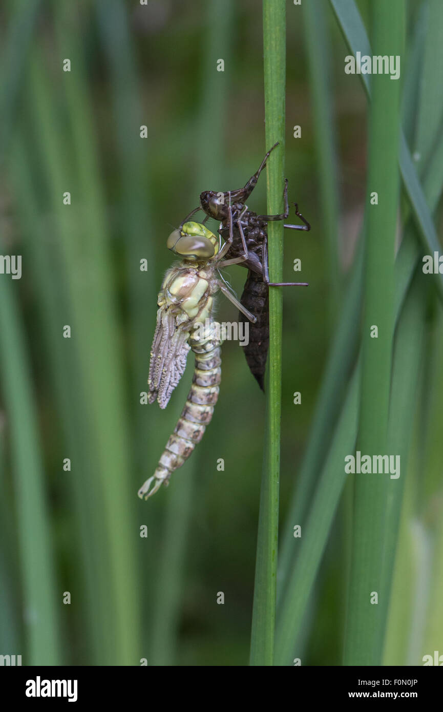 Larval wing buds hi-res stock photography and images - Alamy
