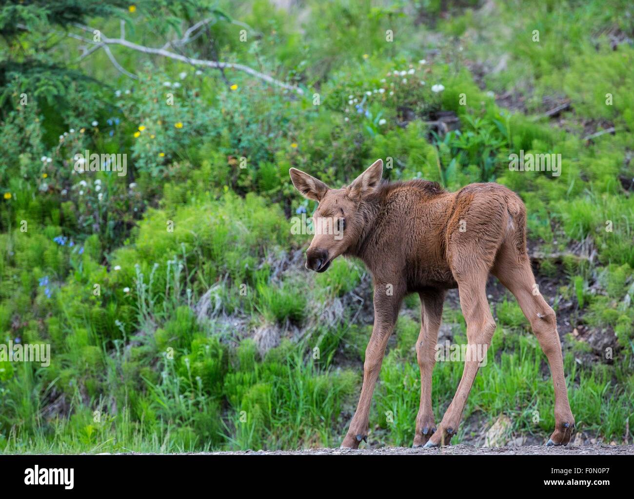 Moose baby hi-res stock photography and images - Alamy