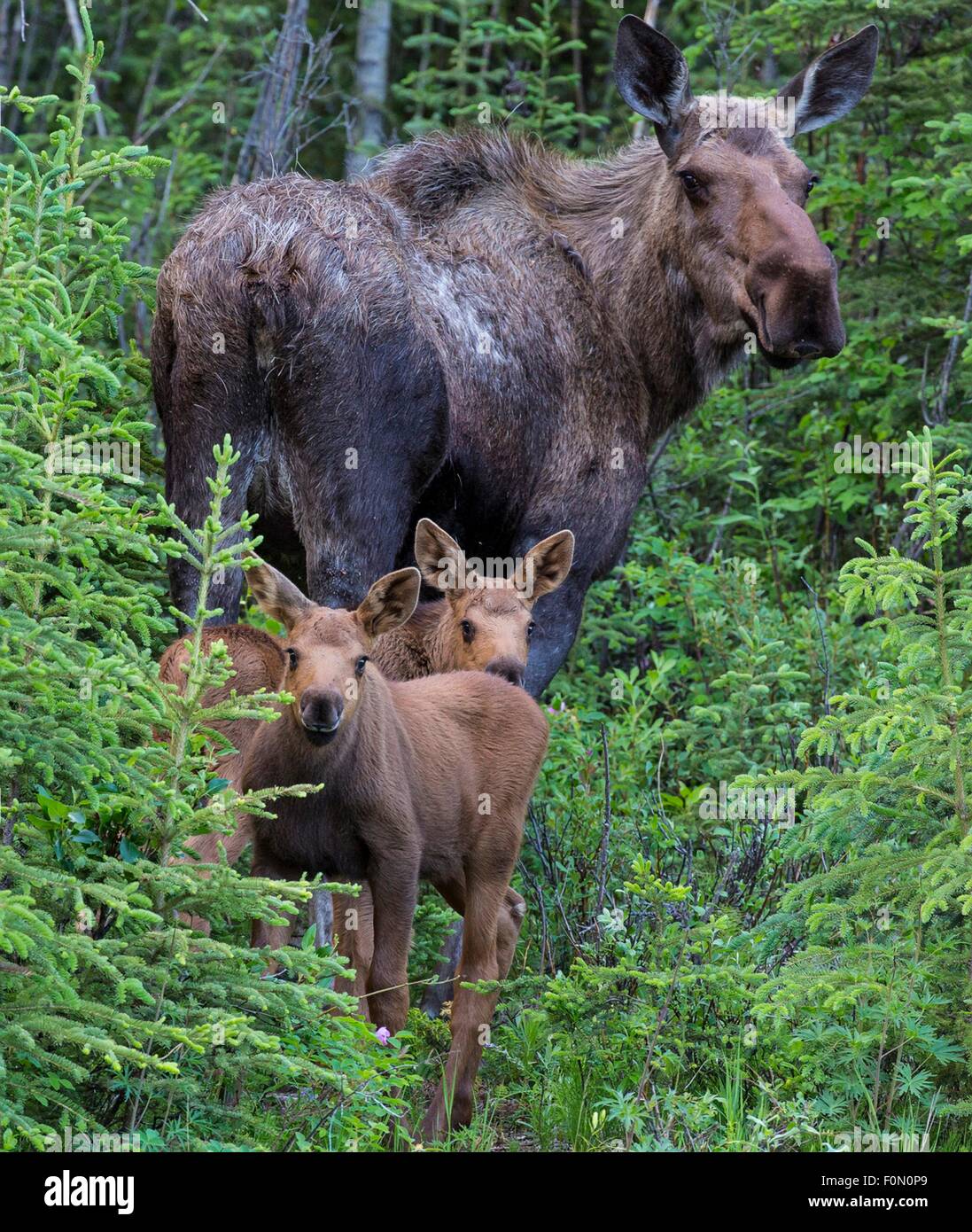 A mother moose and her calves at Forty Mile Wild and Scenic River June ...