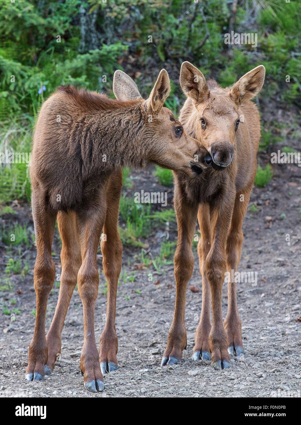 Lanky people hi-res stock photography and images - Alamy