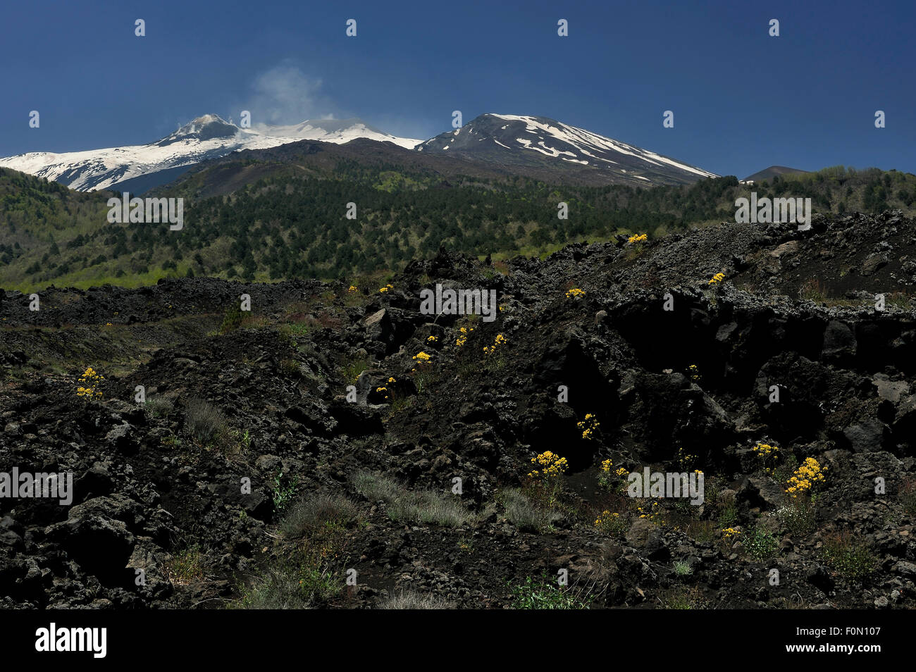 Lava volcano plant hi-res stock photography and images - Alamy