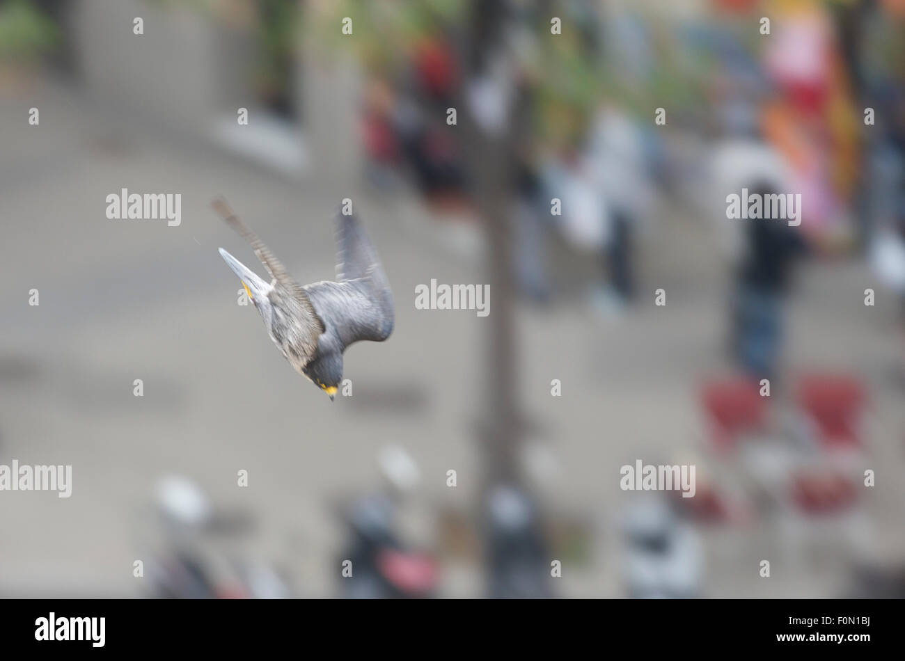 Peregrine falcon (Falco peregrinus) diving, Barcelona, Spain, April ...