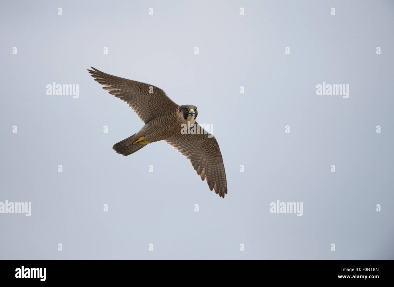 Peregrine falcon (Falco peregrinus) in flight, Barcelona, Spain, April ...