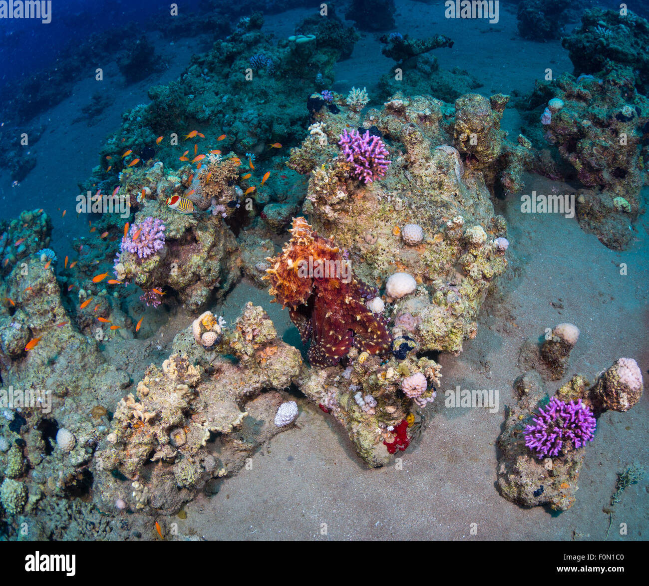 Hanging reef hi-res stock photography and images - Alamy