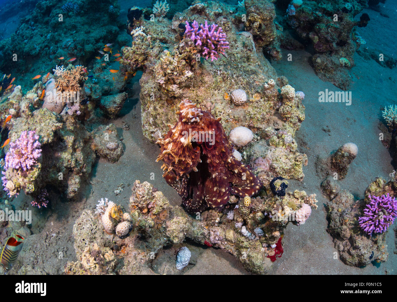 Big eye reef fish hi-res stock photography and images - Alamy