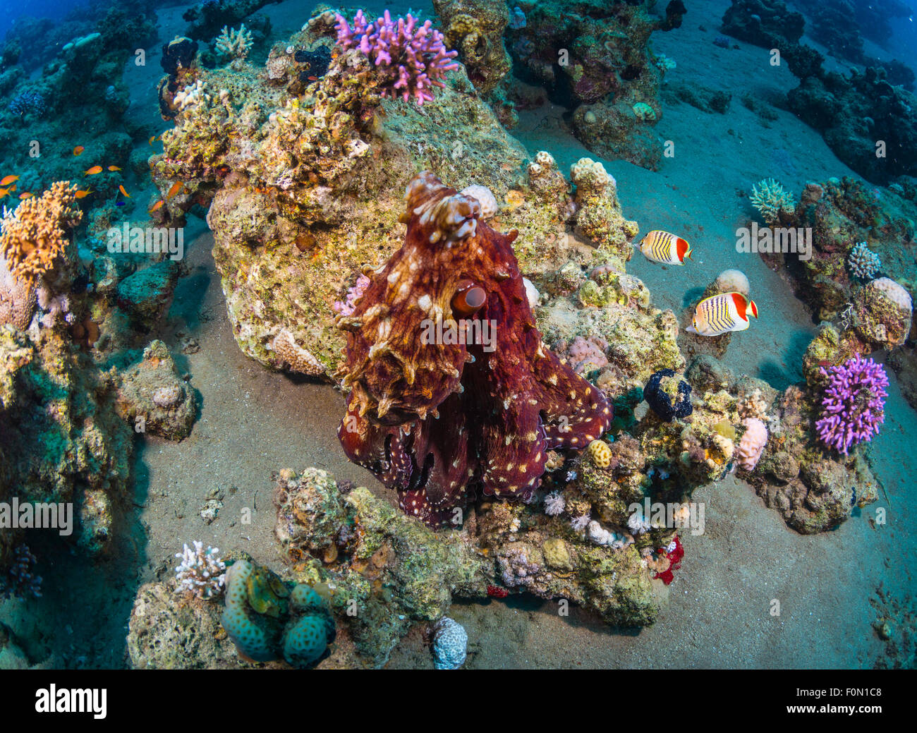 Big eye reef fish hi-res stock photography and images - Alamy