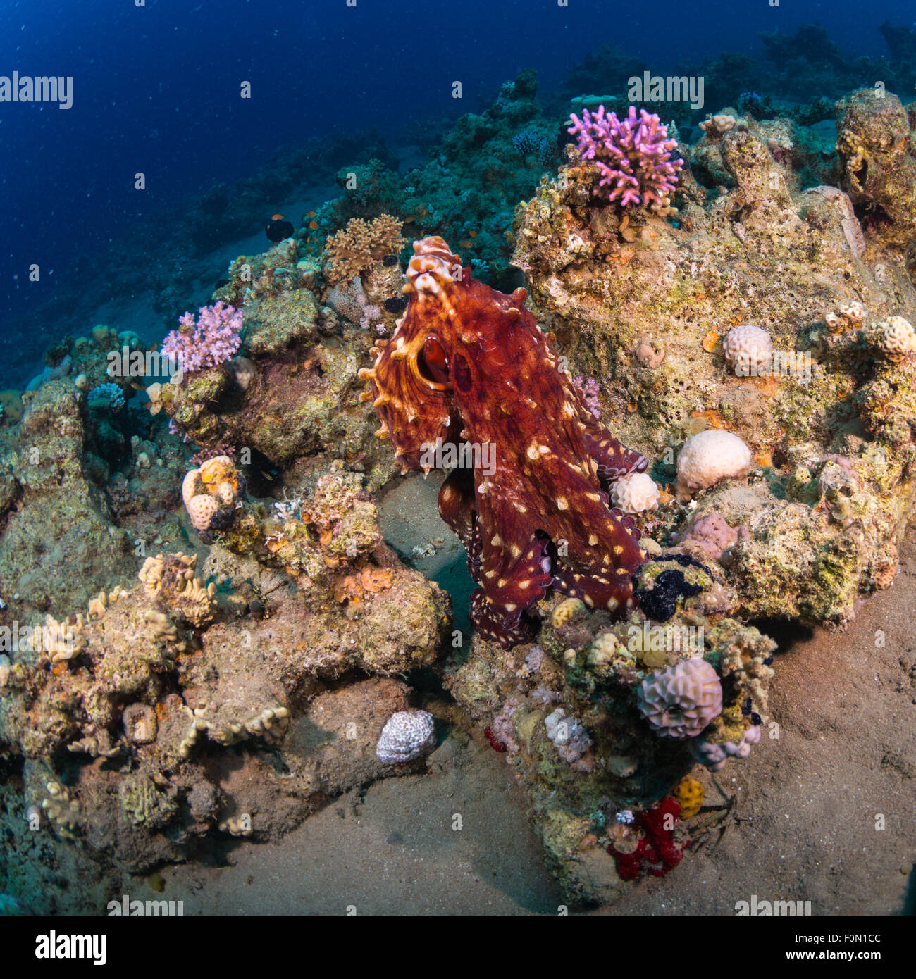 Big eye reef fish hi-res stock photography and images - Alamy