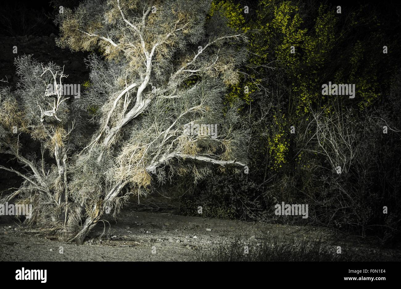 Desert Night. Desert Plants at Night. Coachella Valley, South ...