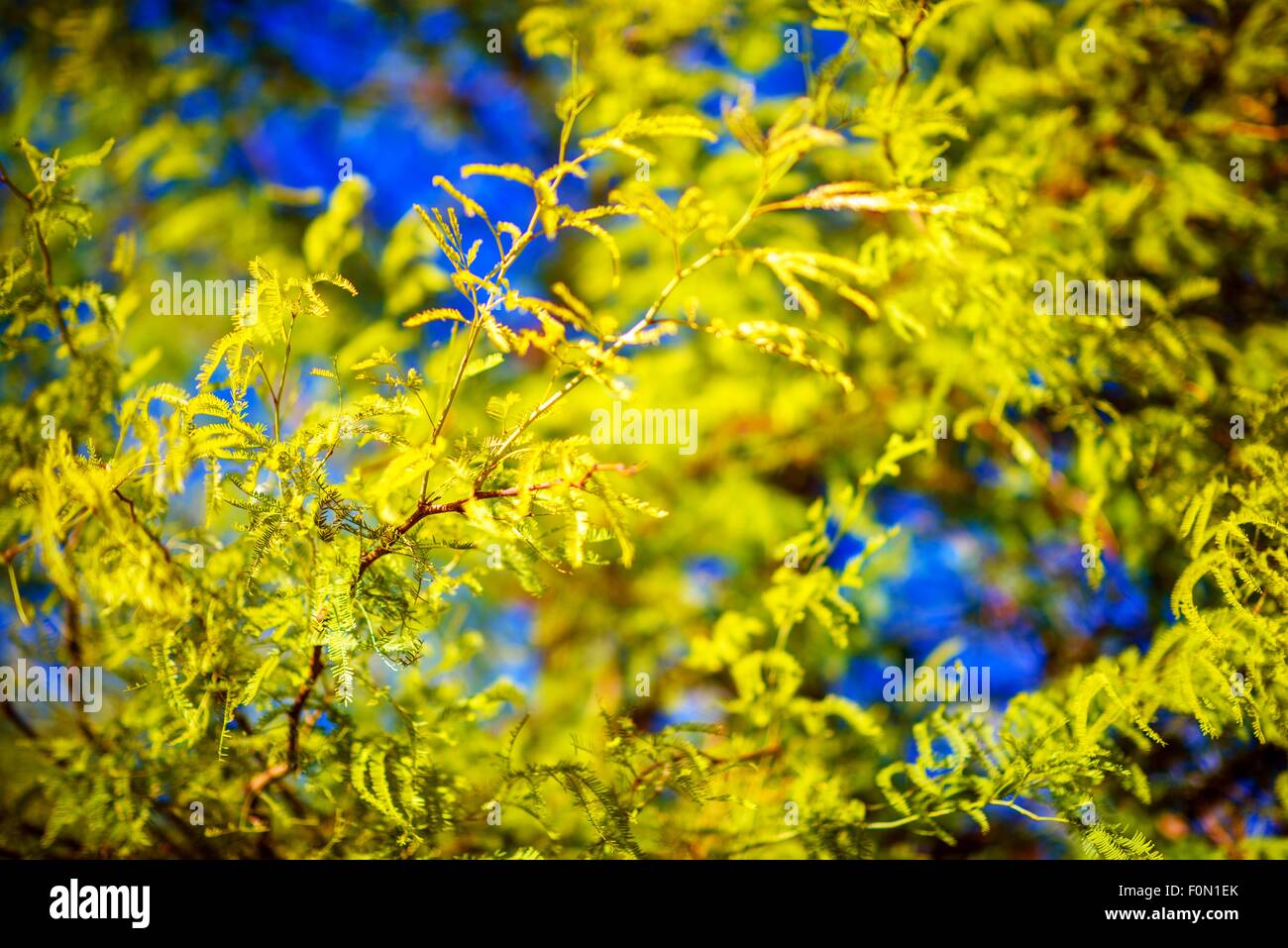 Forest Spring Vegetation. Tree Branches Closeup Stock Photo - Alamy
