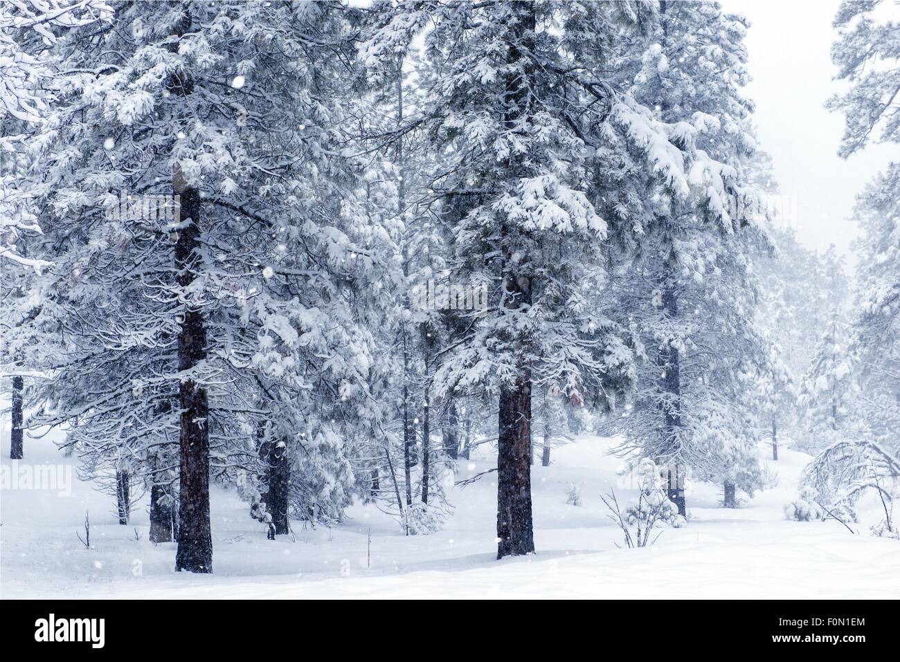 Winter Forest in Northern Arizona. Forest Under Heavy Snow Stock Photo ...