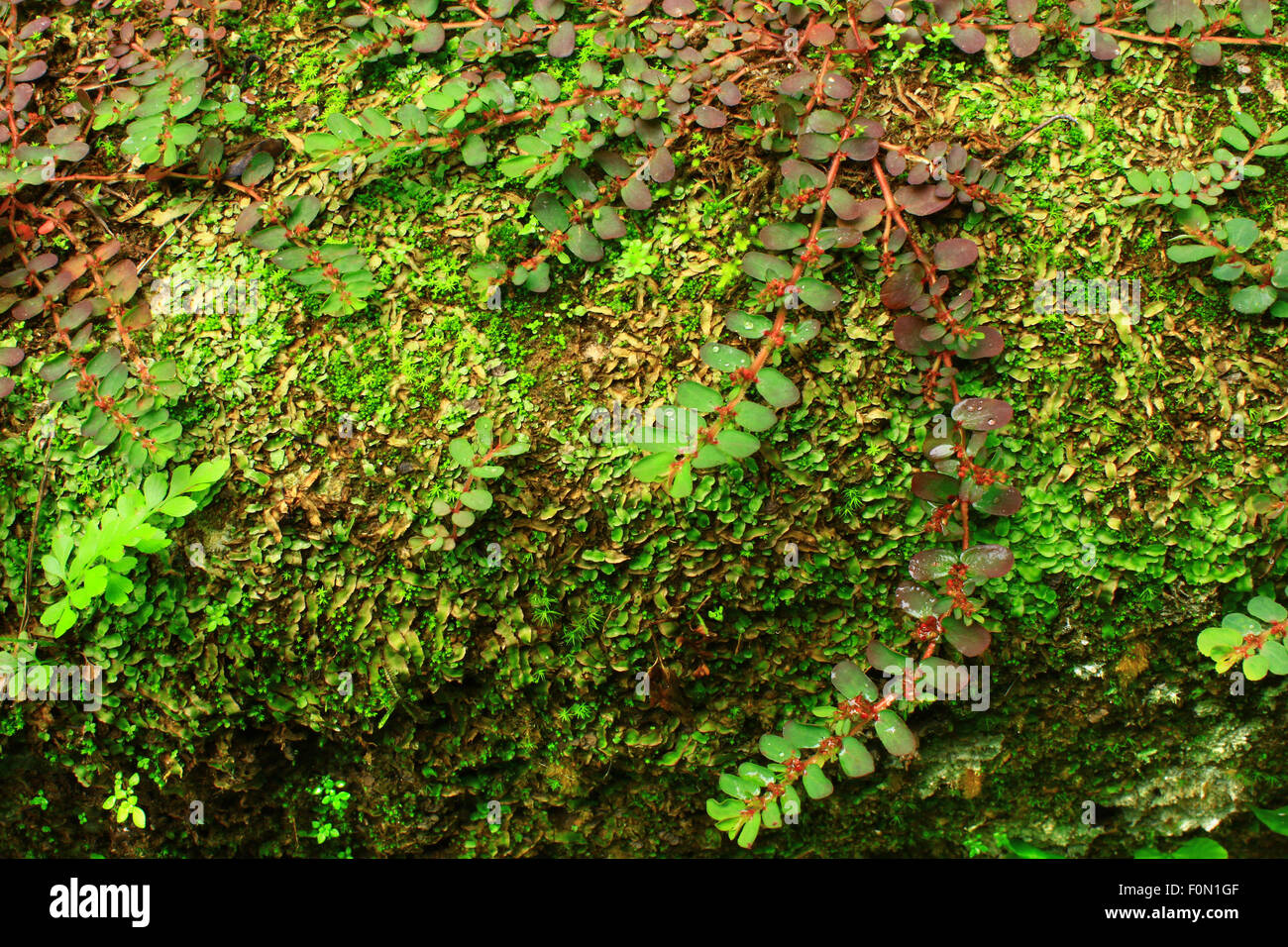 Moss vegetation hi-res stock photography and images - Alamy