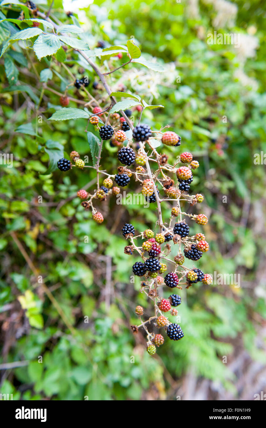 Blackberry fruit branch hi-res stock photography and images - Alamy