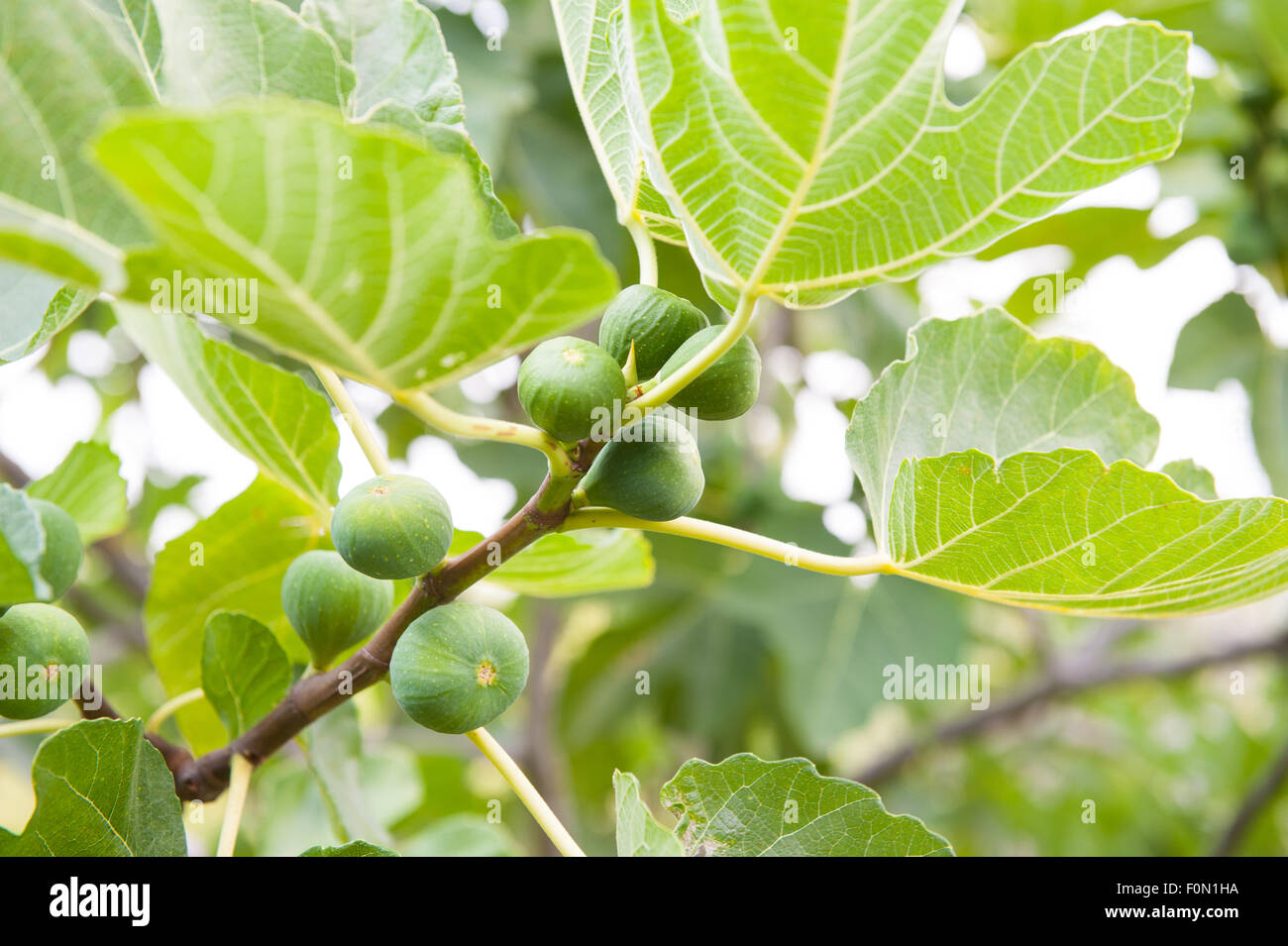Branch of fig tree with ripe fruits, detail in selective focus Stock ...