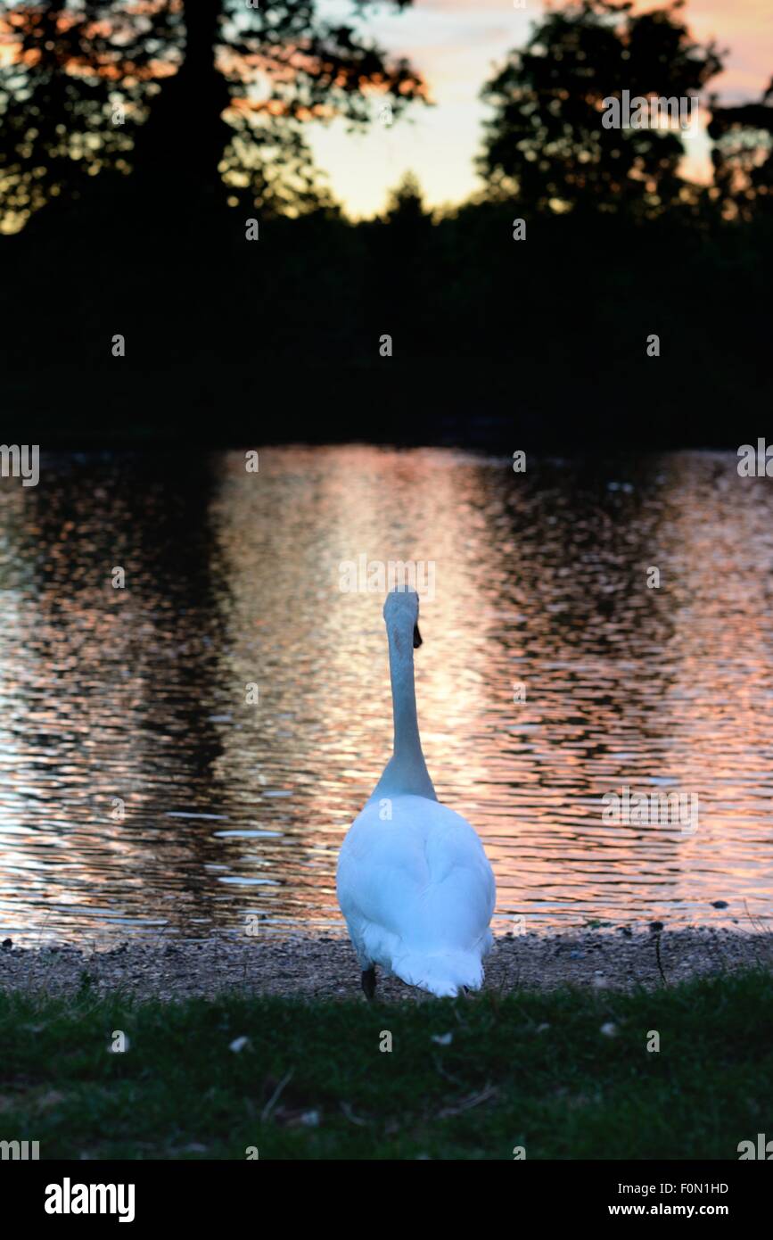 Swan in evening sunlight on a riverbank Stock Photo - Alamy