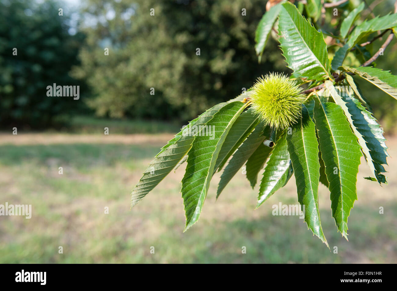 Chestnut branch with closed burr, green tree and blue sky in out of ...