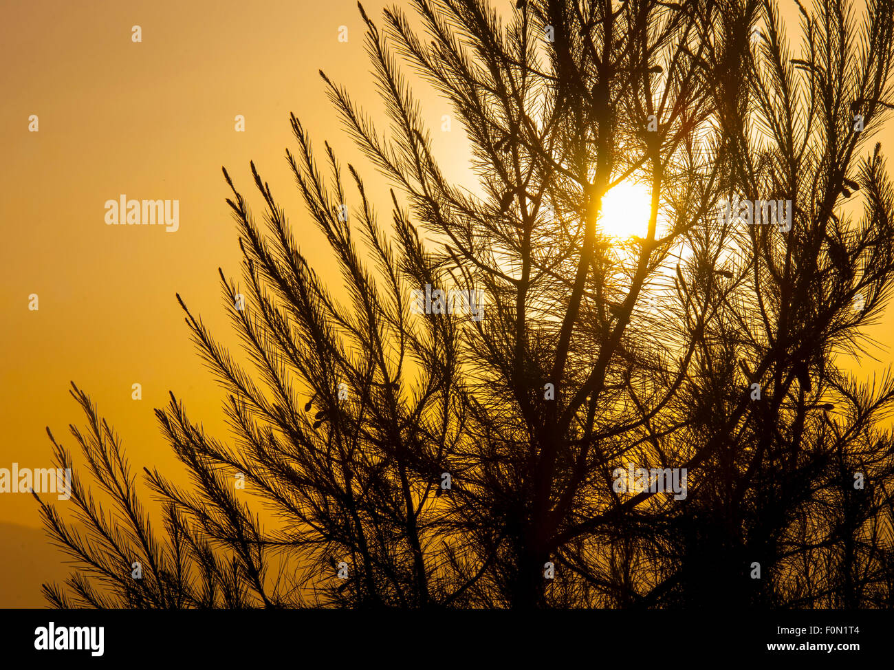 The sun shines through the sparce branches of a pine tree in Southern ...