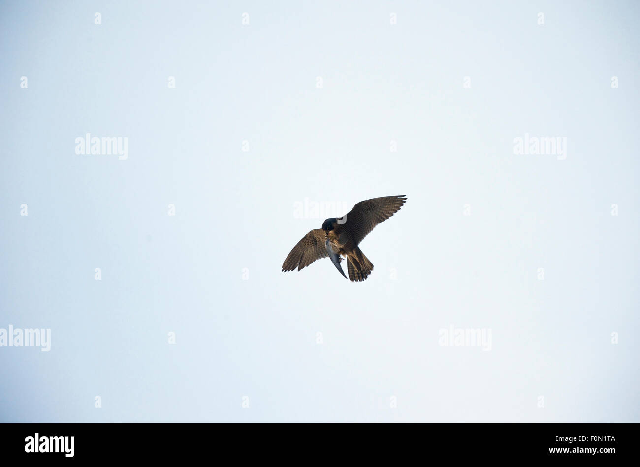 Peregrine falcon (Falco peregrinus) in flight carrying wing of prey ...