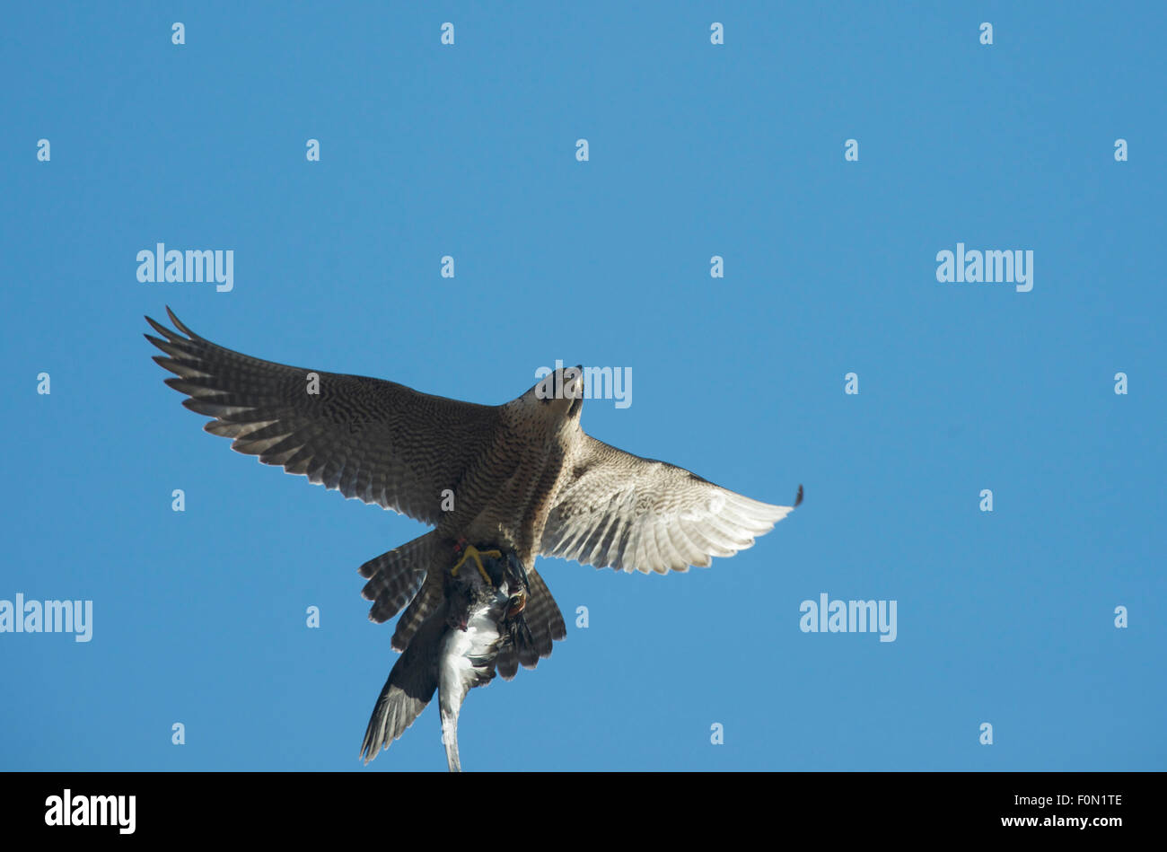 Peregrine falcon catching prey hi-res stock photography and images - Alamy