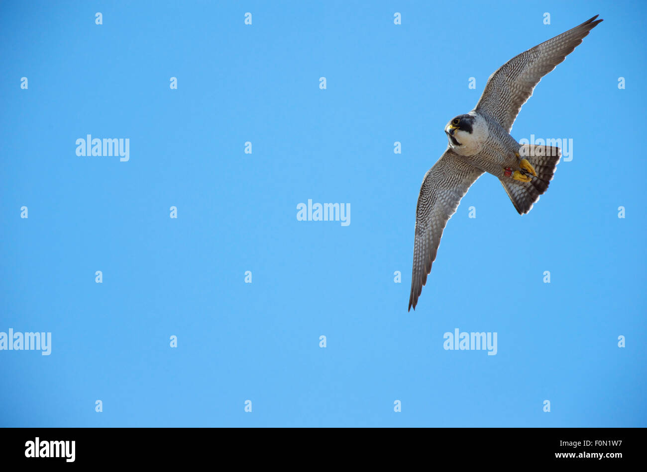 Peregrine falcon (Falco peregrinus) in flight, Barcelona, Spain, April ...