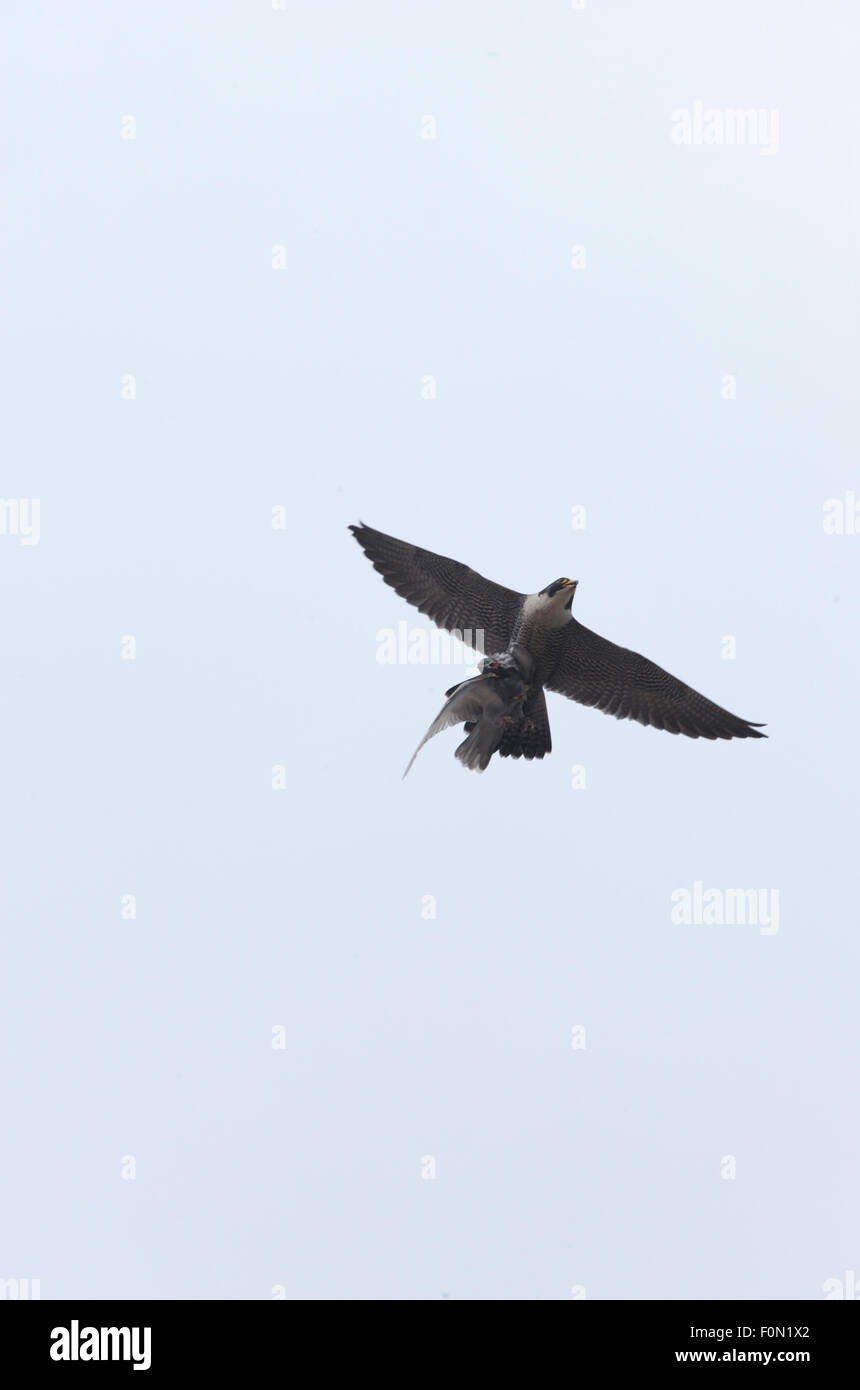 Peregrine falcon (Falco peregrinus) in flight carrying prey, Barcelona ...