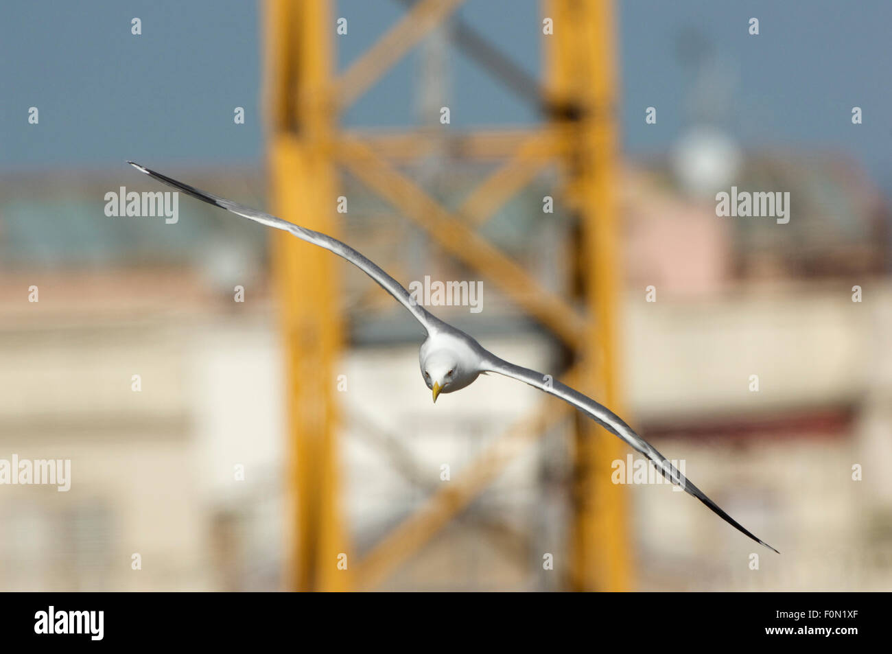 Spanish seabirds hi-res stock photography and images - Alamy