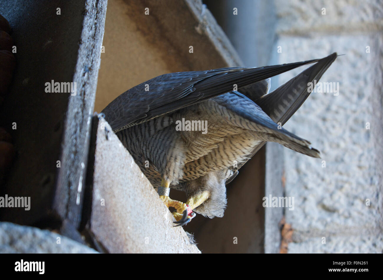 Rear view peregrine falcon falco hi-res stock photography and images ...