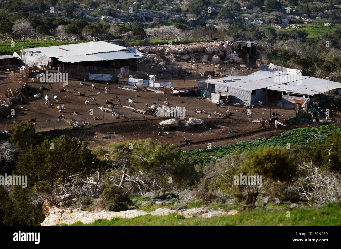 Goat farm on akamas peninsula hi-res stock photography and images - Alamy