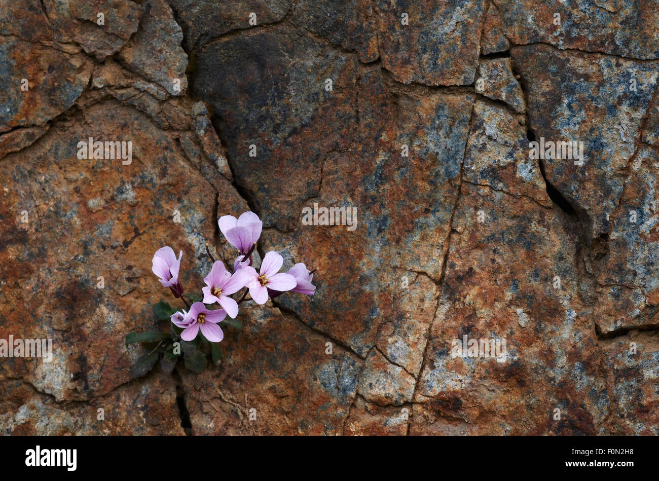 Endemic Rockcress (Arabis purpurea) in flower growing in crack in rock ...