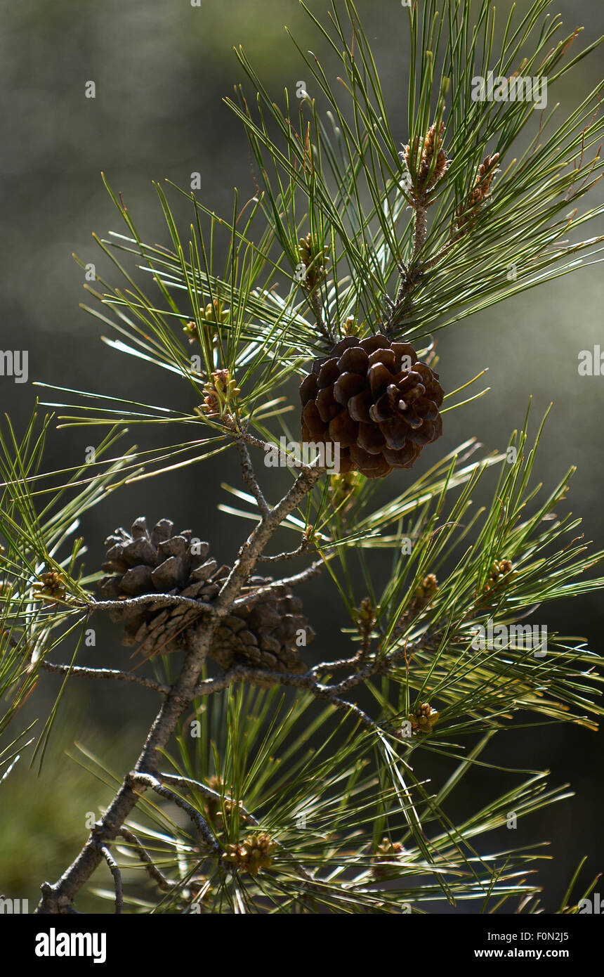 European black pine hi-res stock photography and images - Alamy
